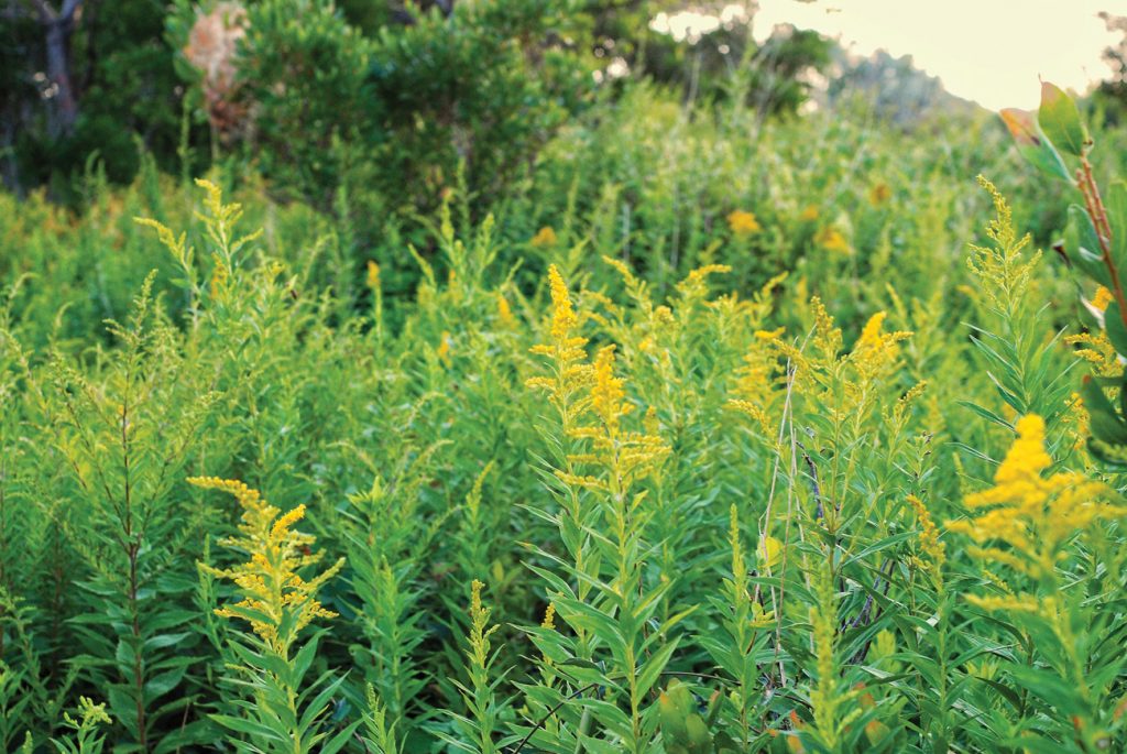 Pollinator Paradise | Kiawah Island Club & Real Estate
